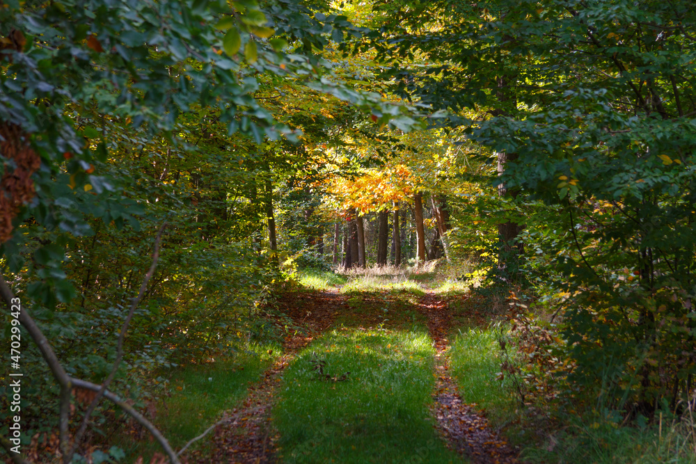 Im Wald, der Natur, zur Freude am Farben, Pflanzen, Bäumen und ...