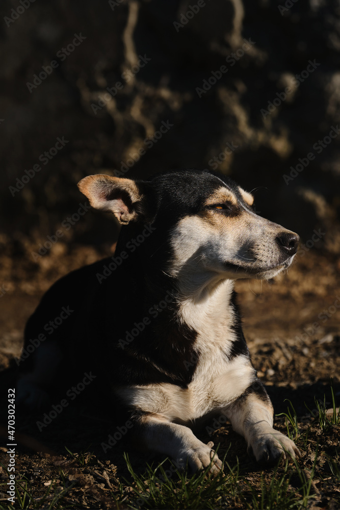 Small cute mongrel dog of black and red with tan color. Mixed breed dog ...
