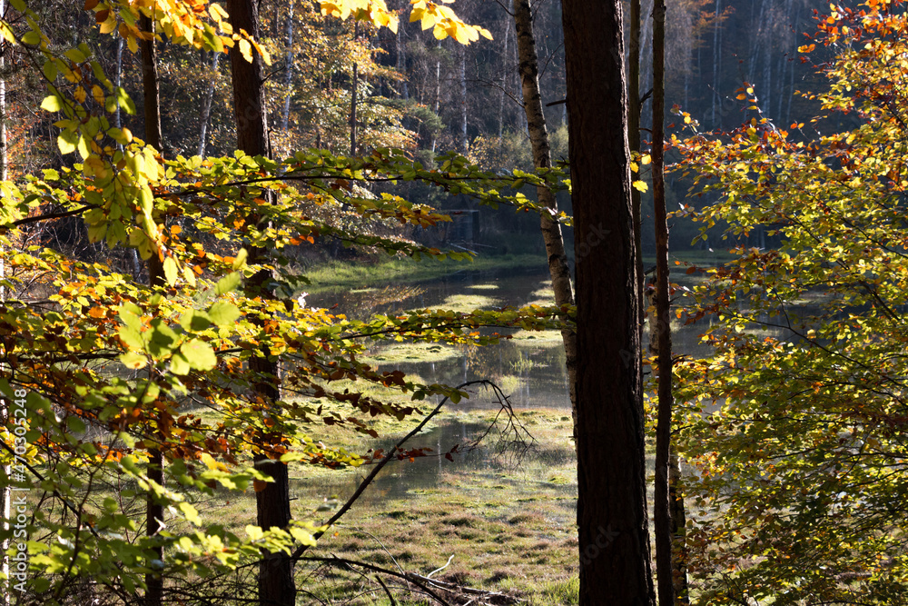 Im Wald, der Natur, zur Freude am Farben, Pflanzen, Bäumen und ...