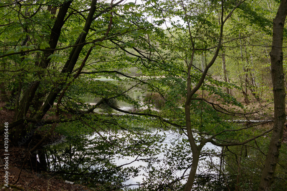 Im Wald, der Natur, zur Freude am Farben, Pflanzen, Bäumen und ...