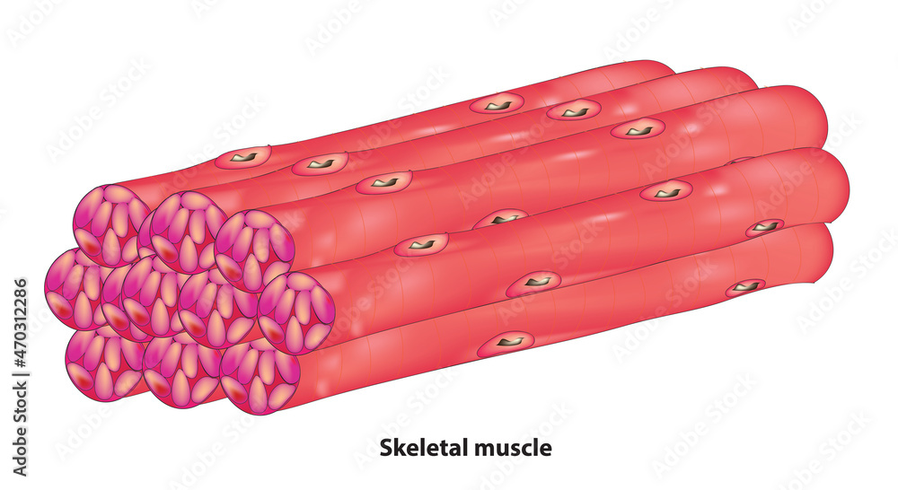 Biological illustration of Skeletal muscle tissue Stock Vector | Adobe ...