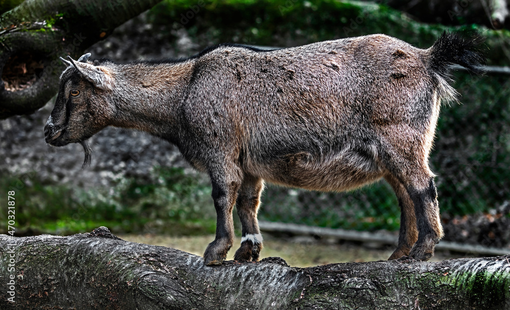 Domestic pigmy goat`s kid on the beam in its enclosure Stock Photo ...