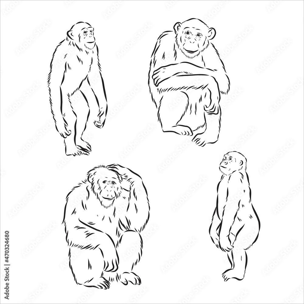 Hand-drawn black and white sketch of chimpanzee on a white background ...