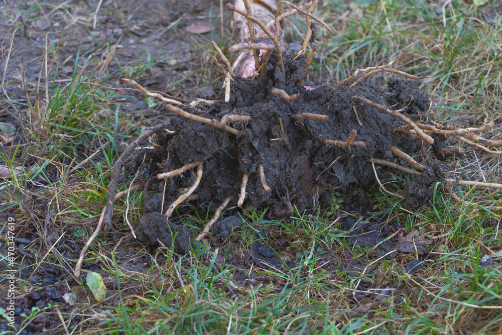 Banana tree roots in the grass background close up- planting banana ...