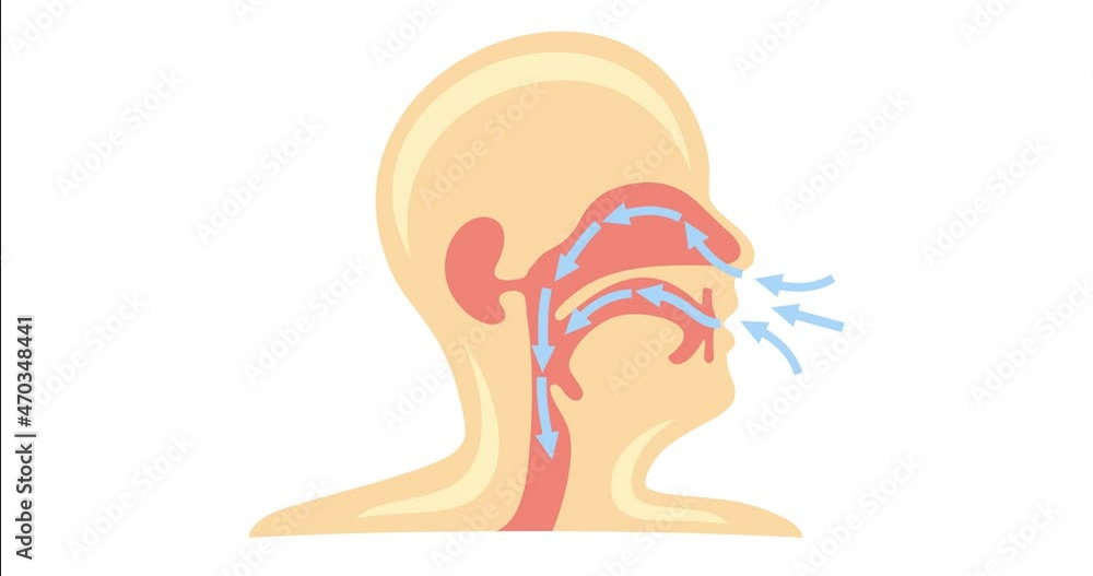 Respiratory system, a person inhales and exhales air, 4k video animated ...