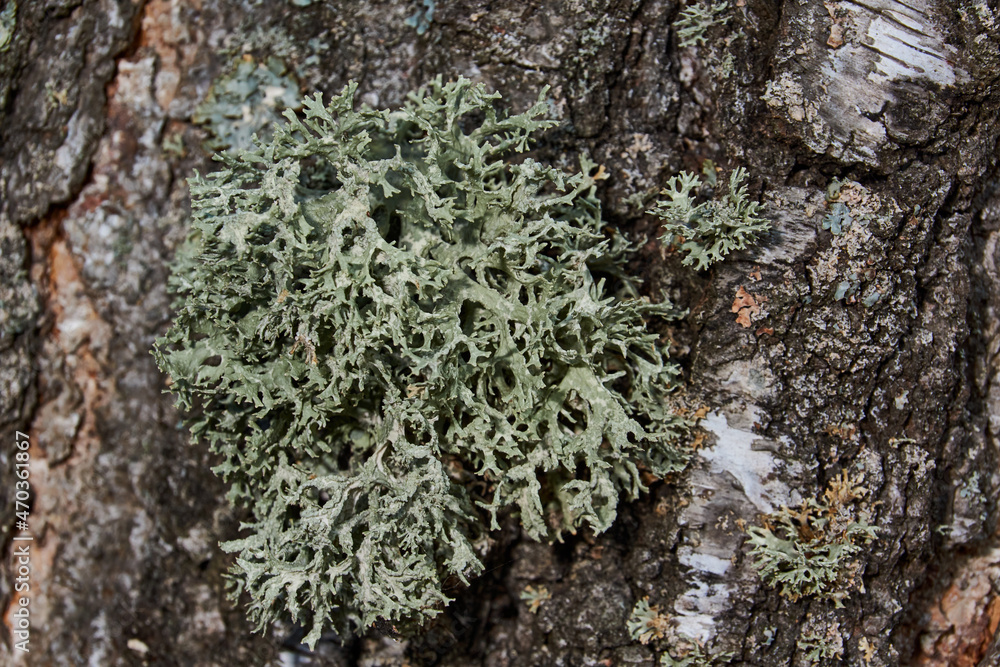 Parmelia sulcata (lat. Parmelia sulcata) - type of lichen genus ...