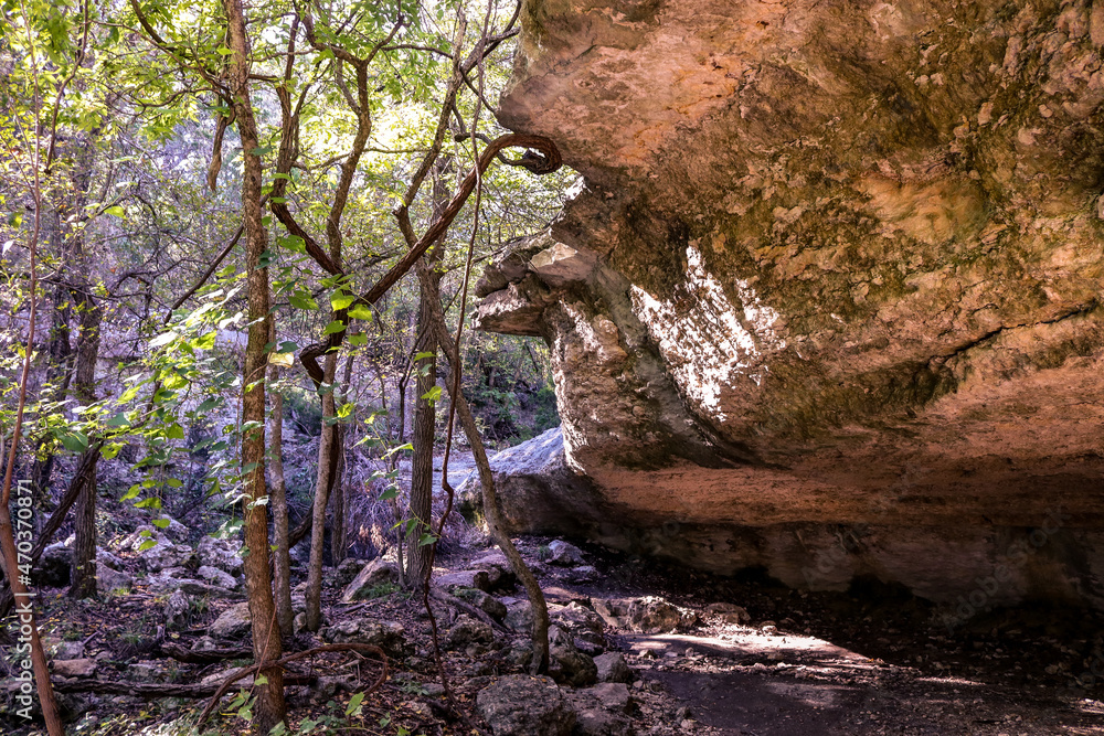 A tree grows through the limestone with a cliff and cave overhang that ...