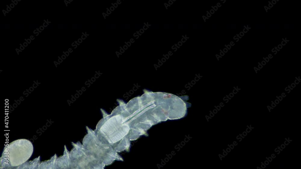 Worm family Syllidae under a microscope, Polychaeta class, Exogoninae ...