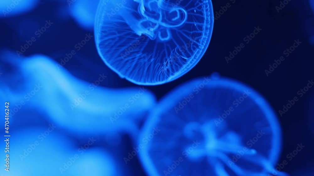 クラゲって英語でなんて言うの？ jellyfish Stock Video | Adobe Stock