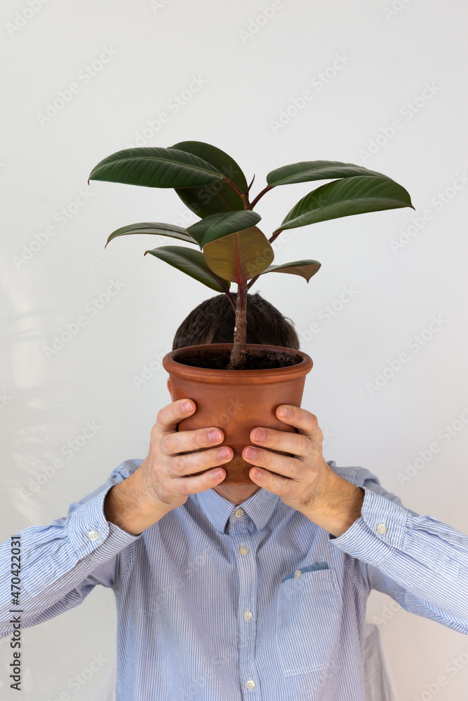 A man holds in front of him an indoor flower Ficus, the plant covers ...