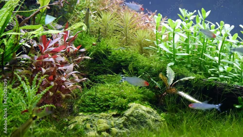 silver flying fox and SAE, active algae eater search for algal ...