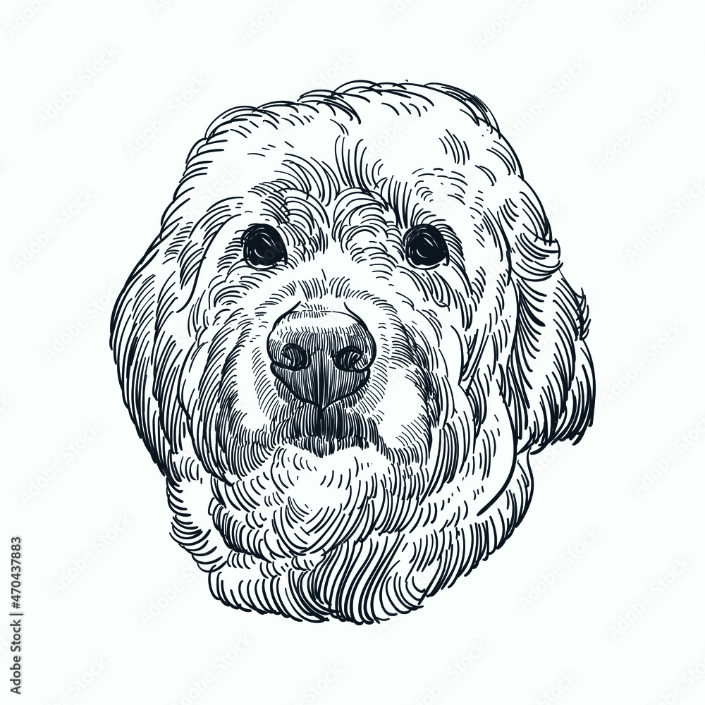 Vintage hand drawn sketch golden doodle head Stock Vector | Adobe Stock