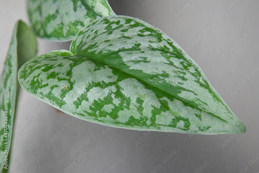 Satin Pothos (Scindapsus pictus trebie) stunning tropical plant Stock ...