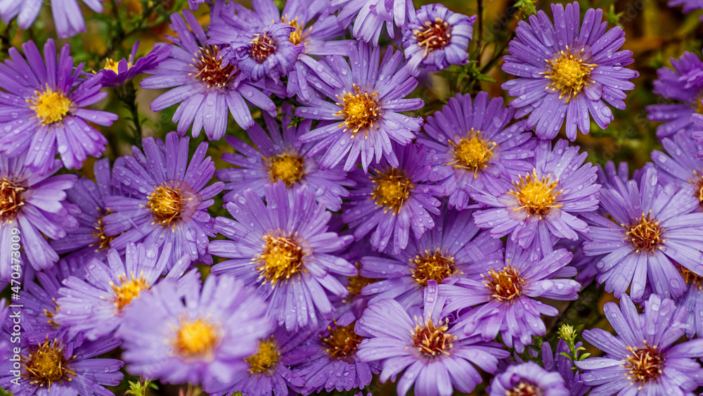 Aster dumosus (Symphyotrichum dumosum,Bushy aster)with water drops ...