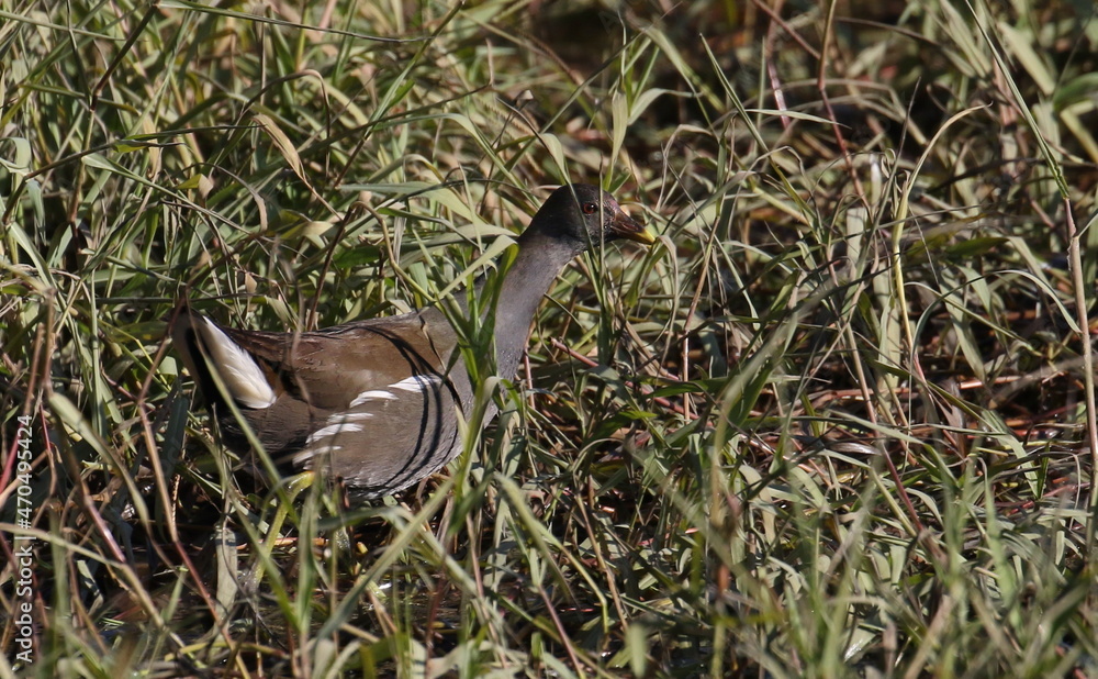 Female Moorhen