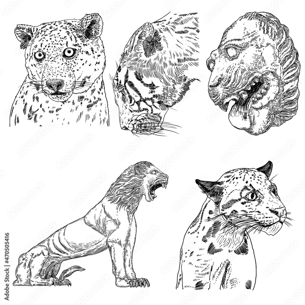 Set of live tiger and leopard in different view roaring and growling ...