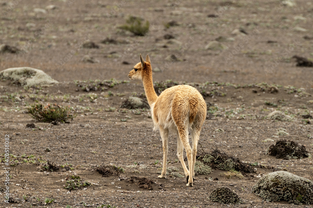 Vicuña en estado silvestre en los andes del ecuador, volcán Chimborazo ...