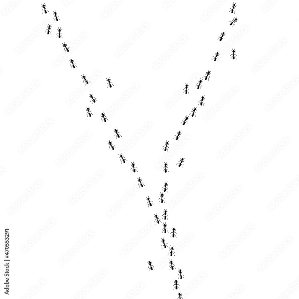 Ants walking in trail searching food. Ant path isolated in white background. Vector illustration ...