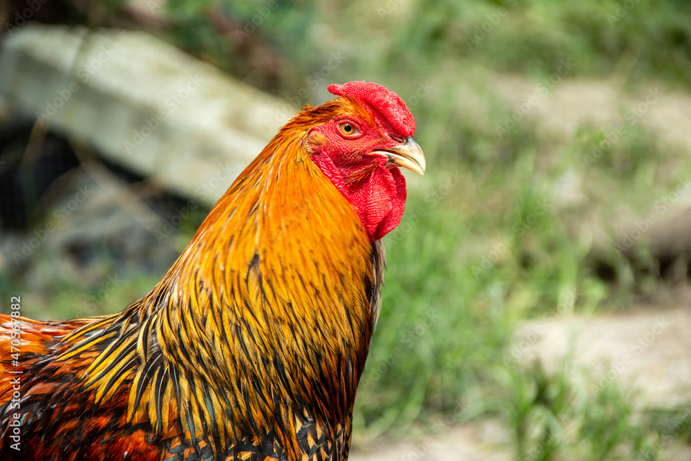 Black yellow laced Wyandotte chicken rooster in farming garden organic ...