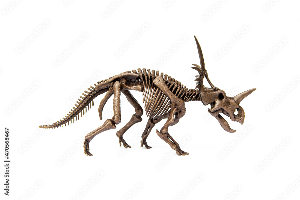 Fossil skeleton of Styracosaurus dinosaur is a genus of herbivorous ...