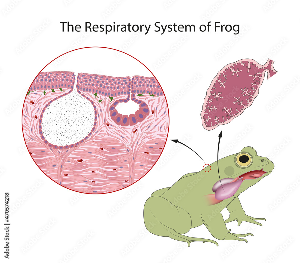 Diagram of the respiratory system of an adult frog Stock Illustration ...