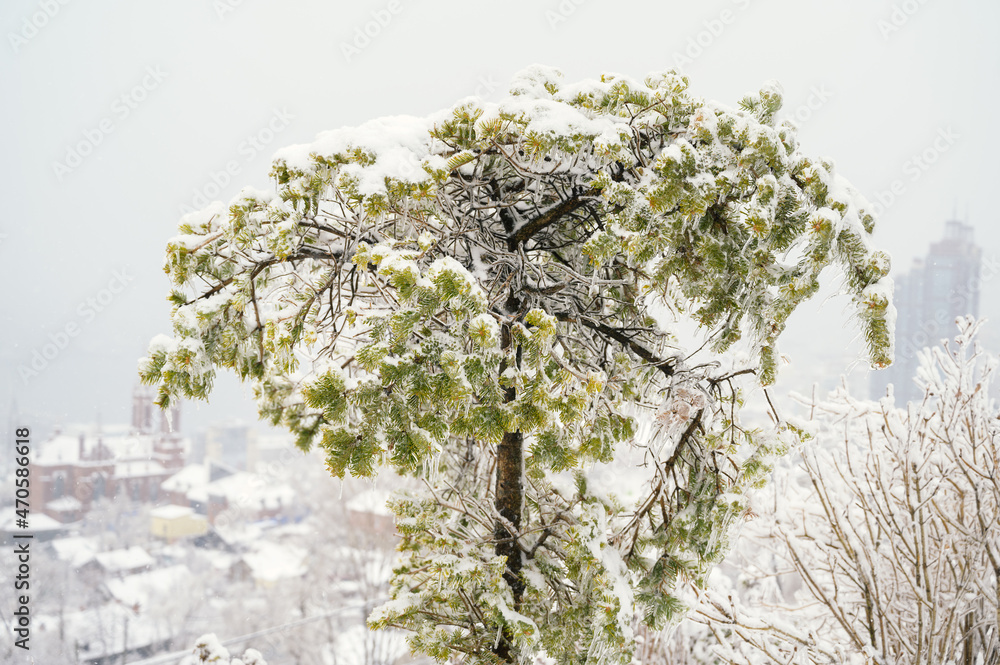 Tree branches are covered with a crust of ice after icy rain. Natural ...
