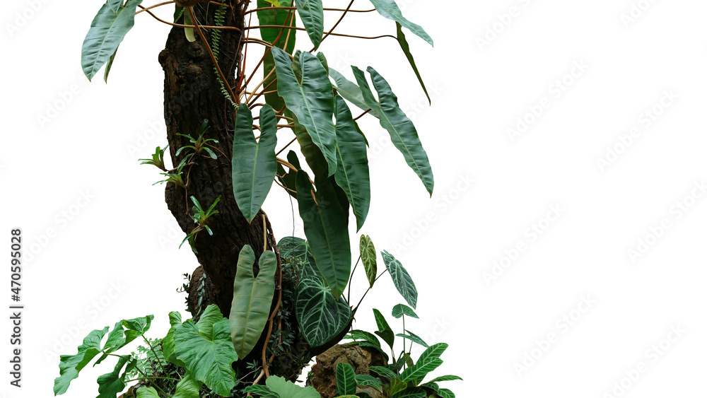 Climbing philodendron (Philodendron billietiae) tropical foliage plant ...