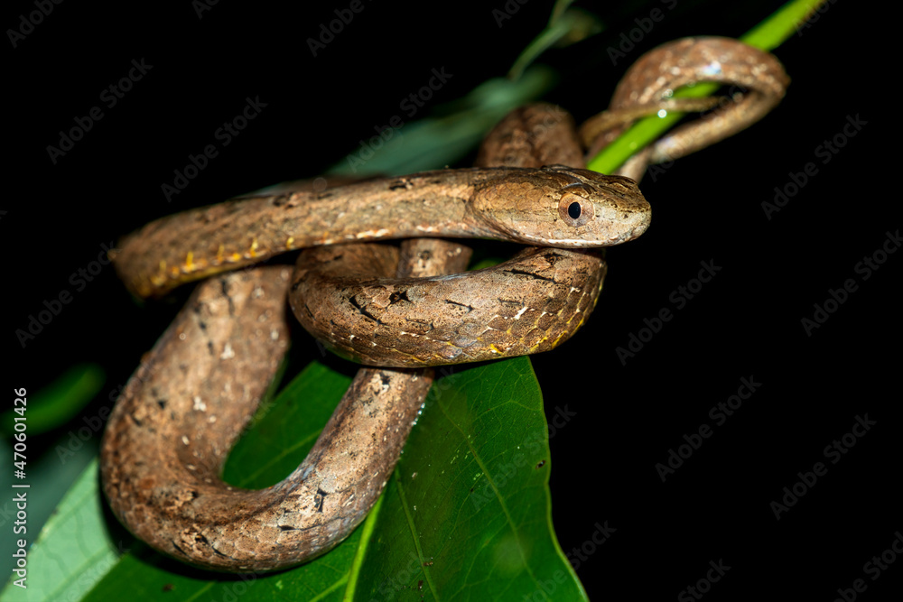 Common mock viper, Psammodynastes pulverulentus, Kaeng Krachan National ...