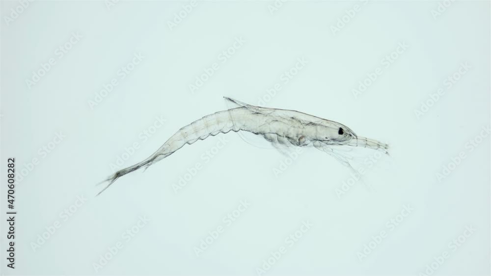 Crustacea larva Euphausiacea, at stage Calyptopis 3 under a microscope ...