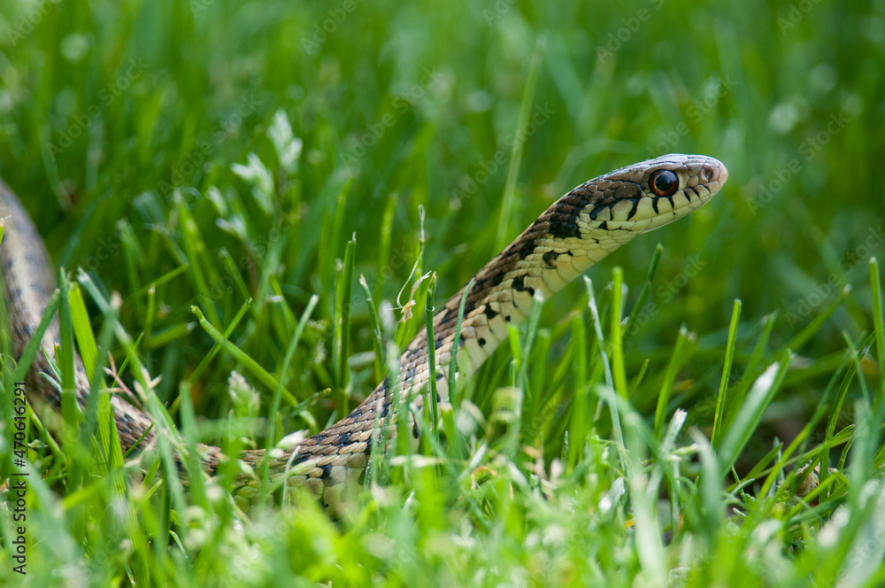 Common Garter Snake Head