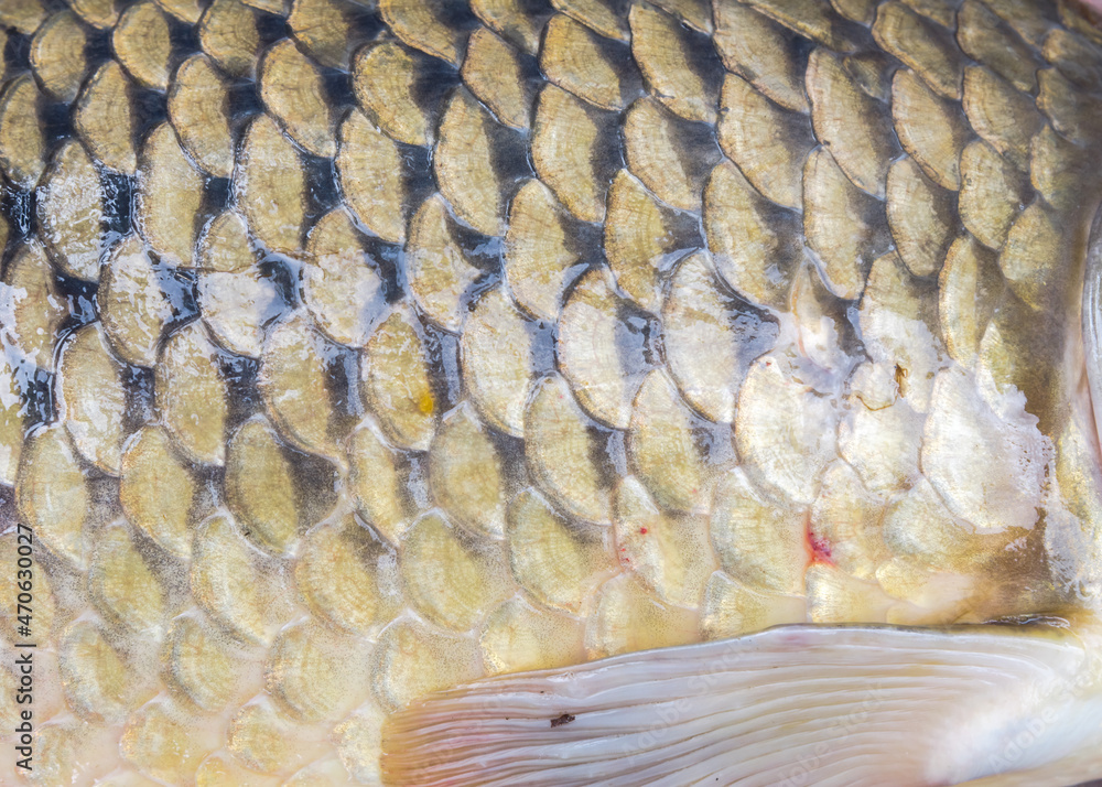 Common carp scales and pectoral fin in full frame background view ...