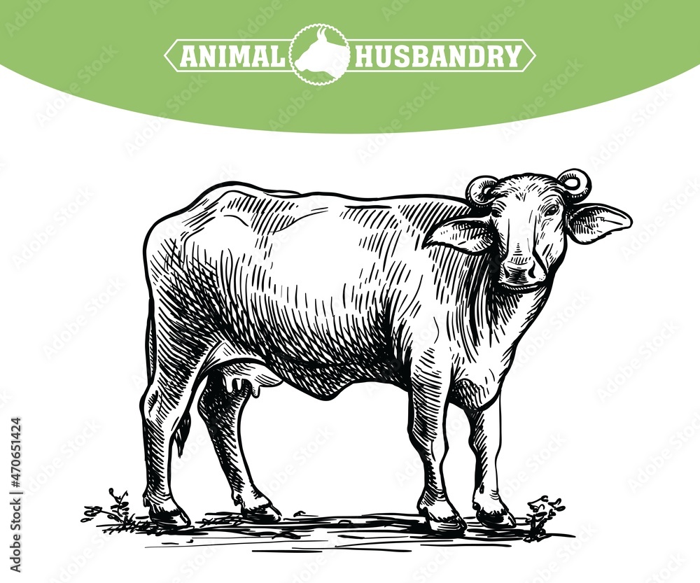 Drawing of a black buffalo. Breeding cattle. Vector illustration ...