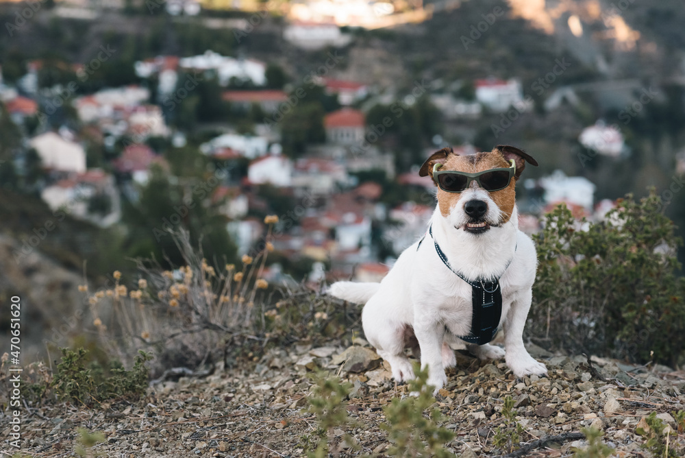 Dog with mean face wearing sunglasses looking like bandit. Dog snarling ...