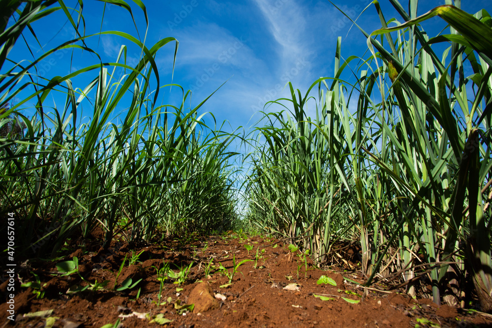 Os caminhos de um canavial, com as canas mais doces foto de Stock ...