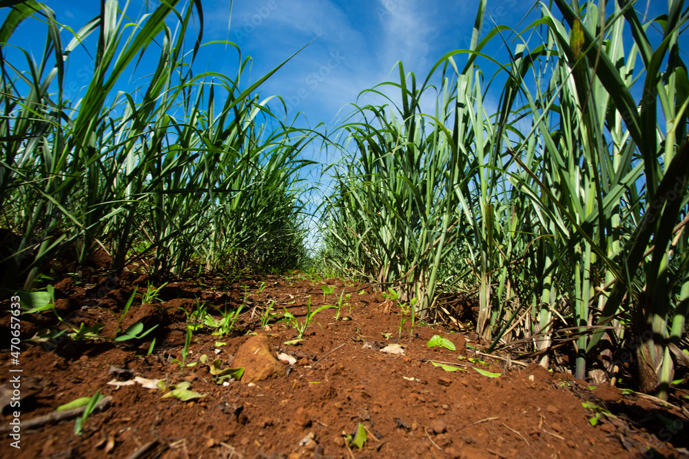 Os caminhos de um canavial, com as canas mais doces Stock Photo | Adobe ...