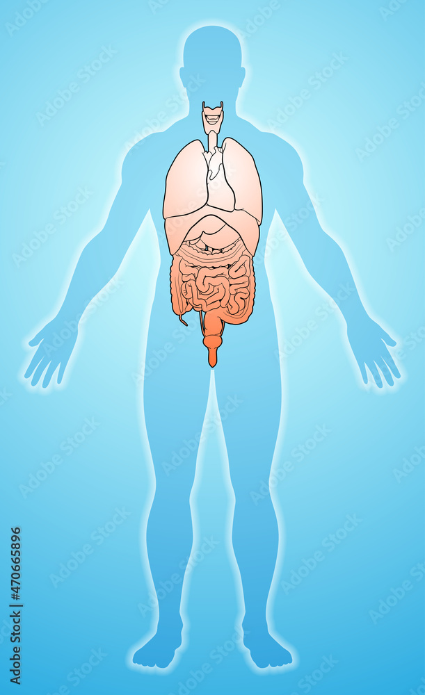 The image of the human internal organs is shown in the correct position ...