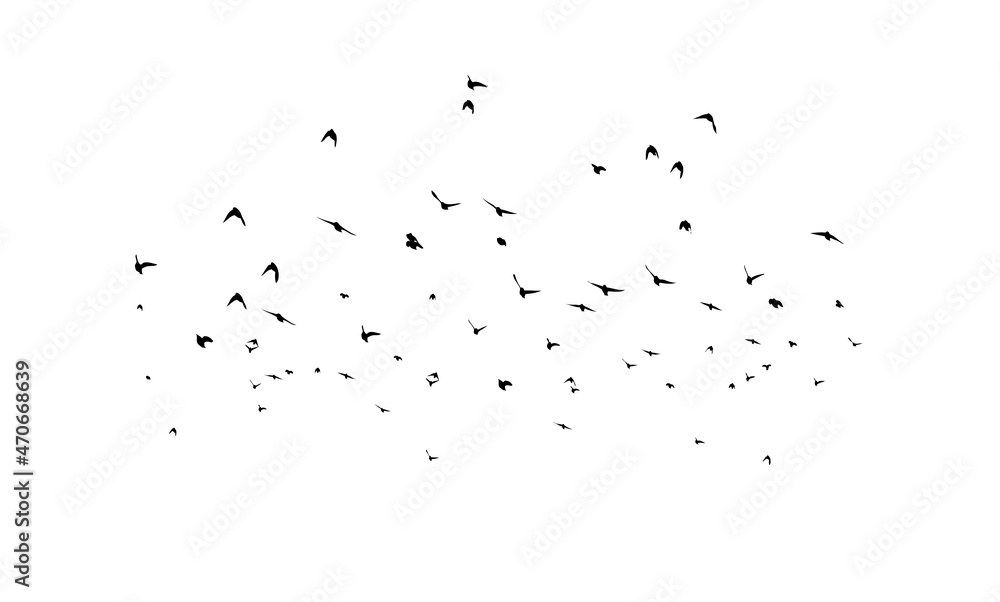 a flock of birds flying off. black and white vector illustration Stock ...