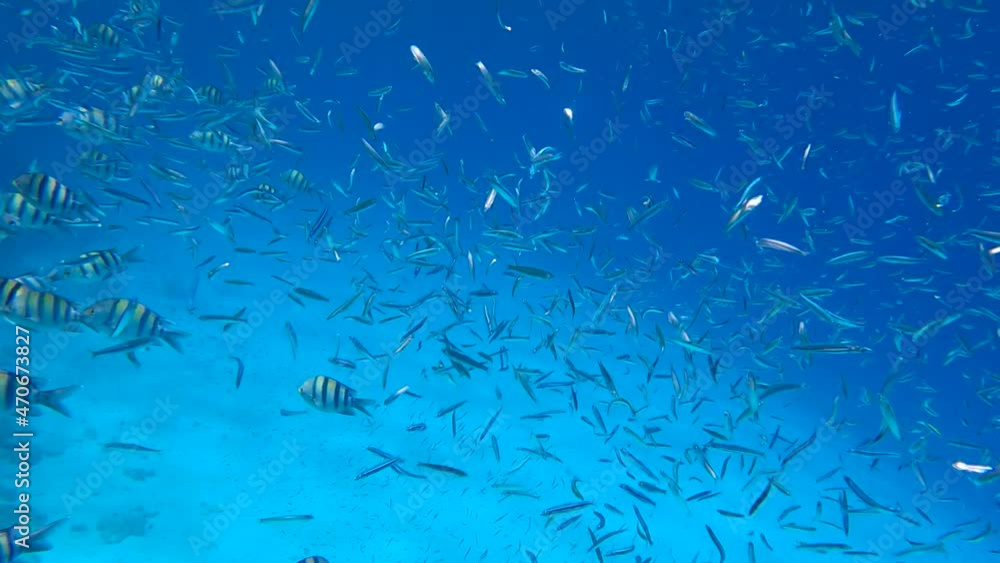Vidéo Stock Massive school of little fish feeds in the blue water in ...