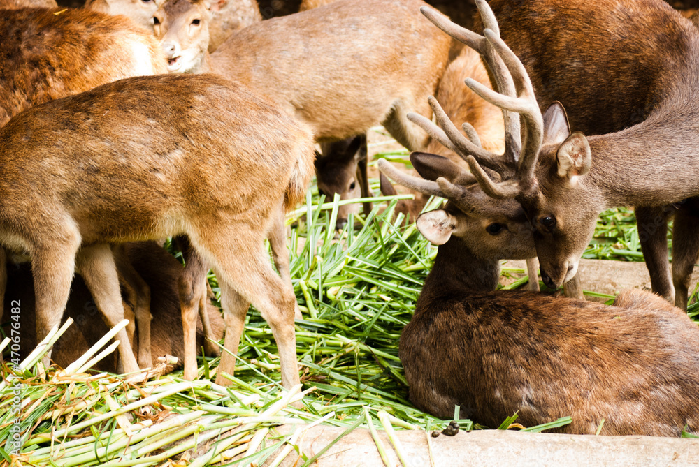 Foto de Javan rusa or Sunda sambar (Rusa timorensis) behavior and ...