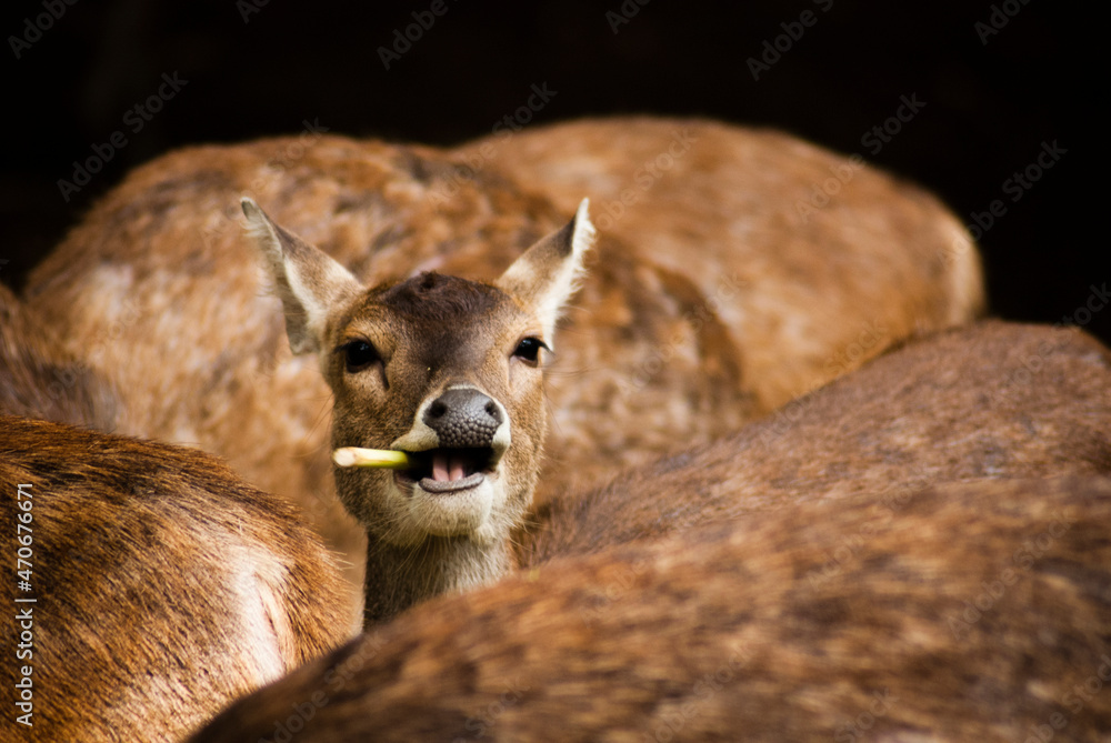 Javan rusa or Sunda sambar (Rusa timorensis) behavior and interaction ...