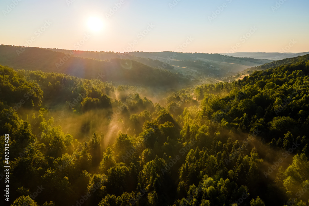 Dark Forest At Dawn