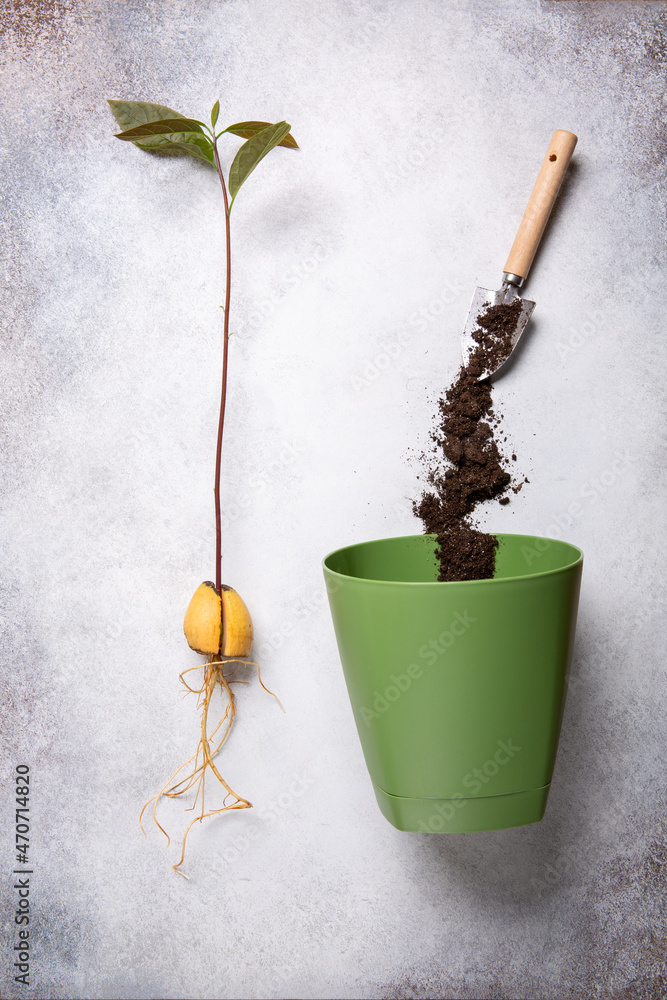 Process of planting avocado sprout with leaves in green pot on concrete ...