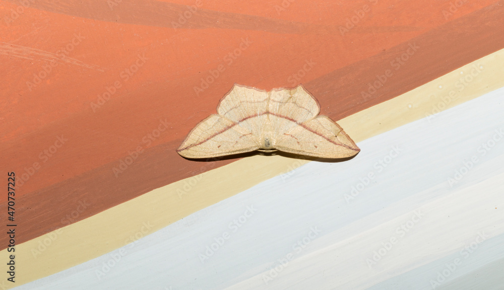 Foto de Blood-vein (Timandra comae) is a moth of the family Geometridae ...