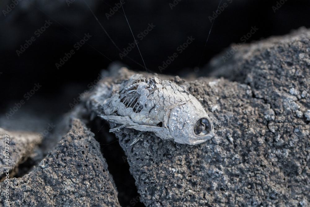 The decay of the corpse of a fish at the bottom of a dried lake ...