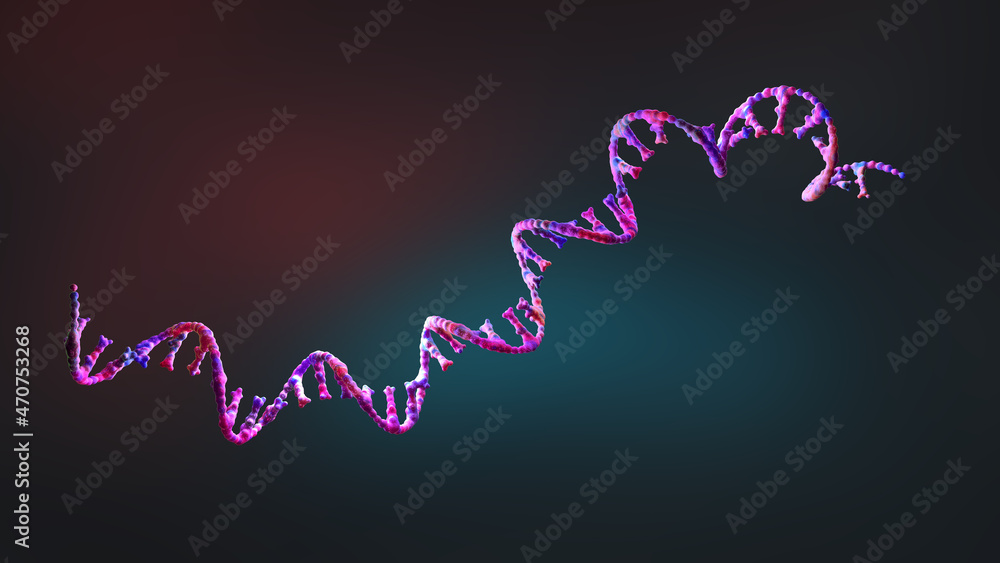 Ribonucleic acid strands consisting of nucleotides - 3d illustration ...