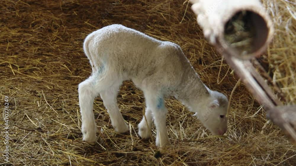 Baby Lamb with Mother; single adorable baby lamb, with its proud mother ...