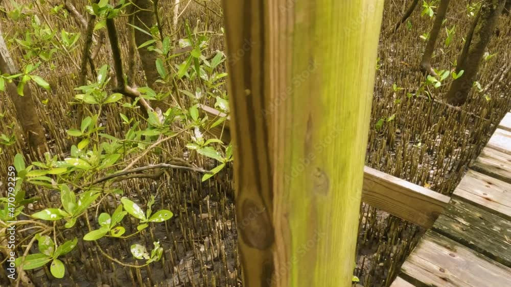 Vidéo Stock POV shot walking along boardwalk pathway in Boqueron ...