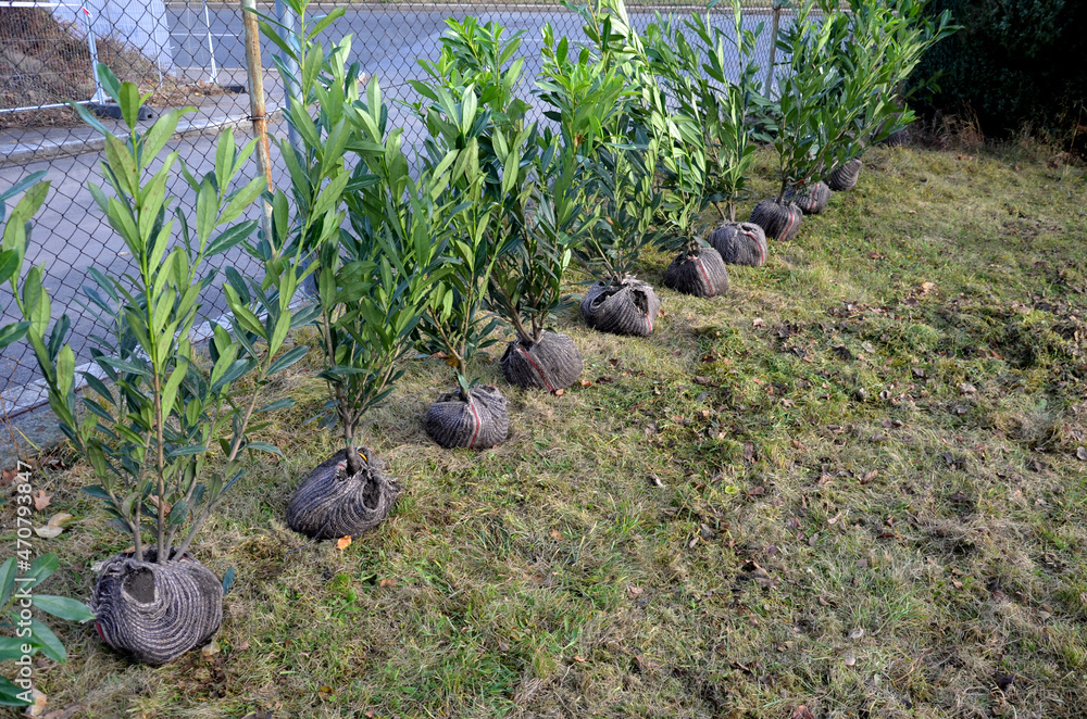 evergreen cherry shrub plants are set up along the fence. they will be ...