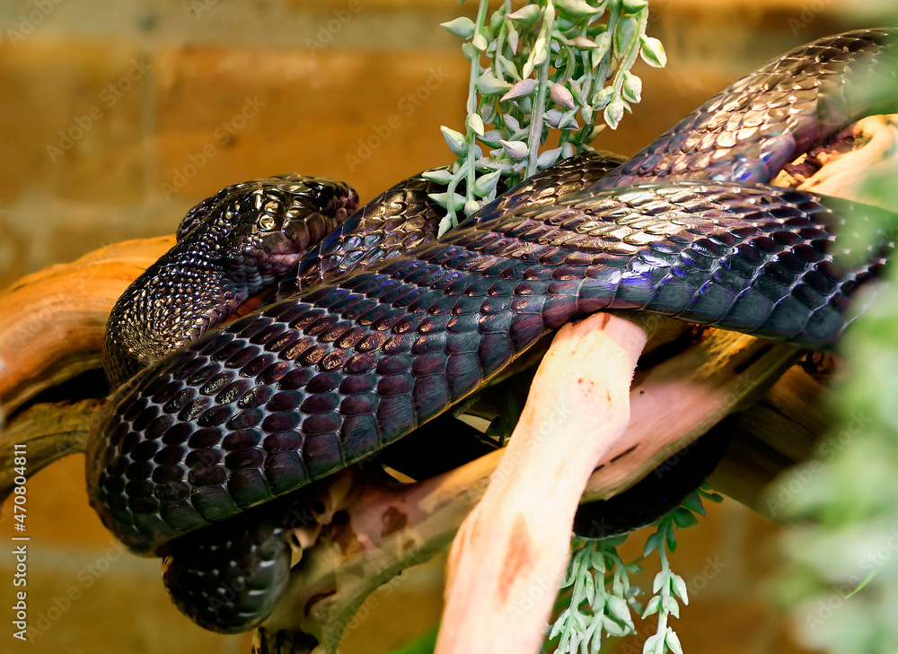 Mangrove snake. (lat.Boiga dendrophila) These are large snakes ...