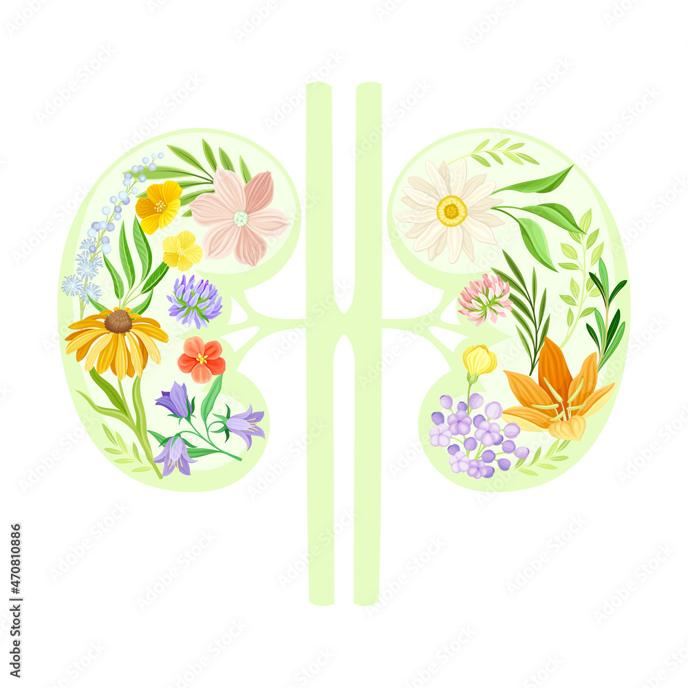 Kidneys with flowers and leaves. Healthy blooming human internal organ ...